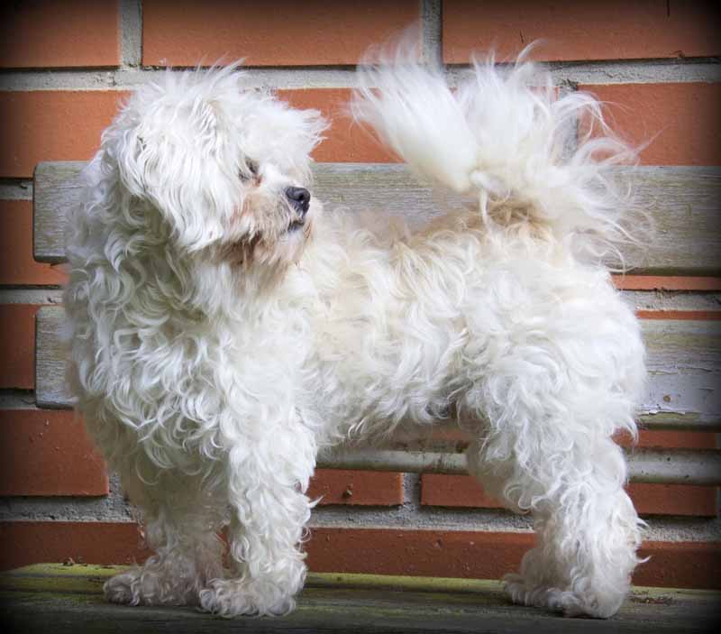 Patellaluxation (Kniescheiben-Verrenkung) - Bolonka Zwetna Zucht