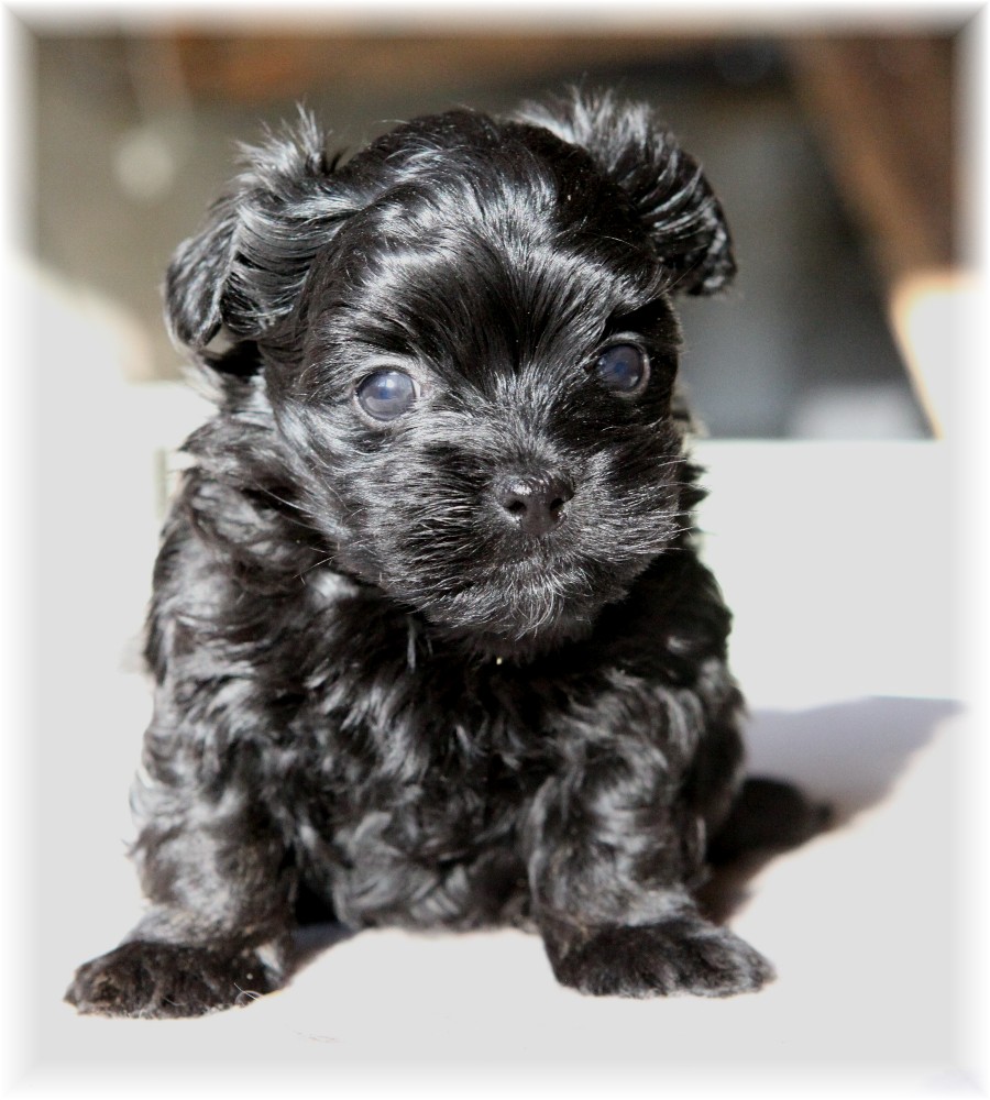 Der Preis für einen Zuchthund | Bolonka Zwetna Zucht