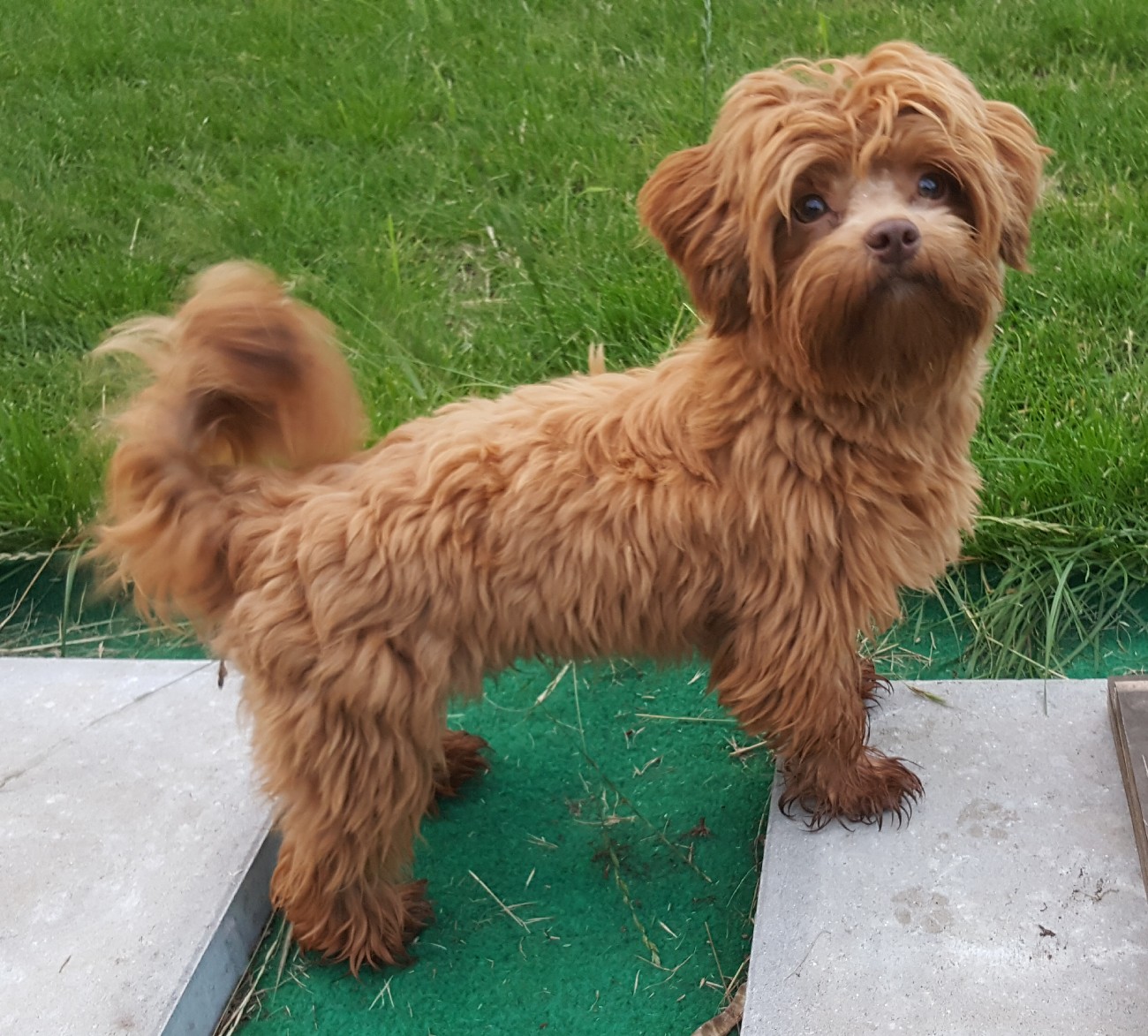 Antonia Katharina Tessnow Bolonka Zwetna Zucht Züchter aus dem Alten ...