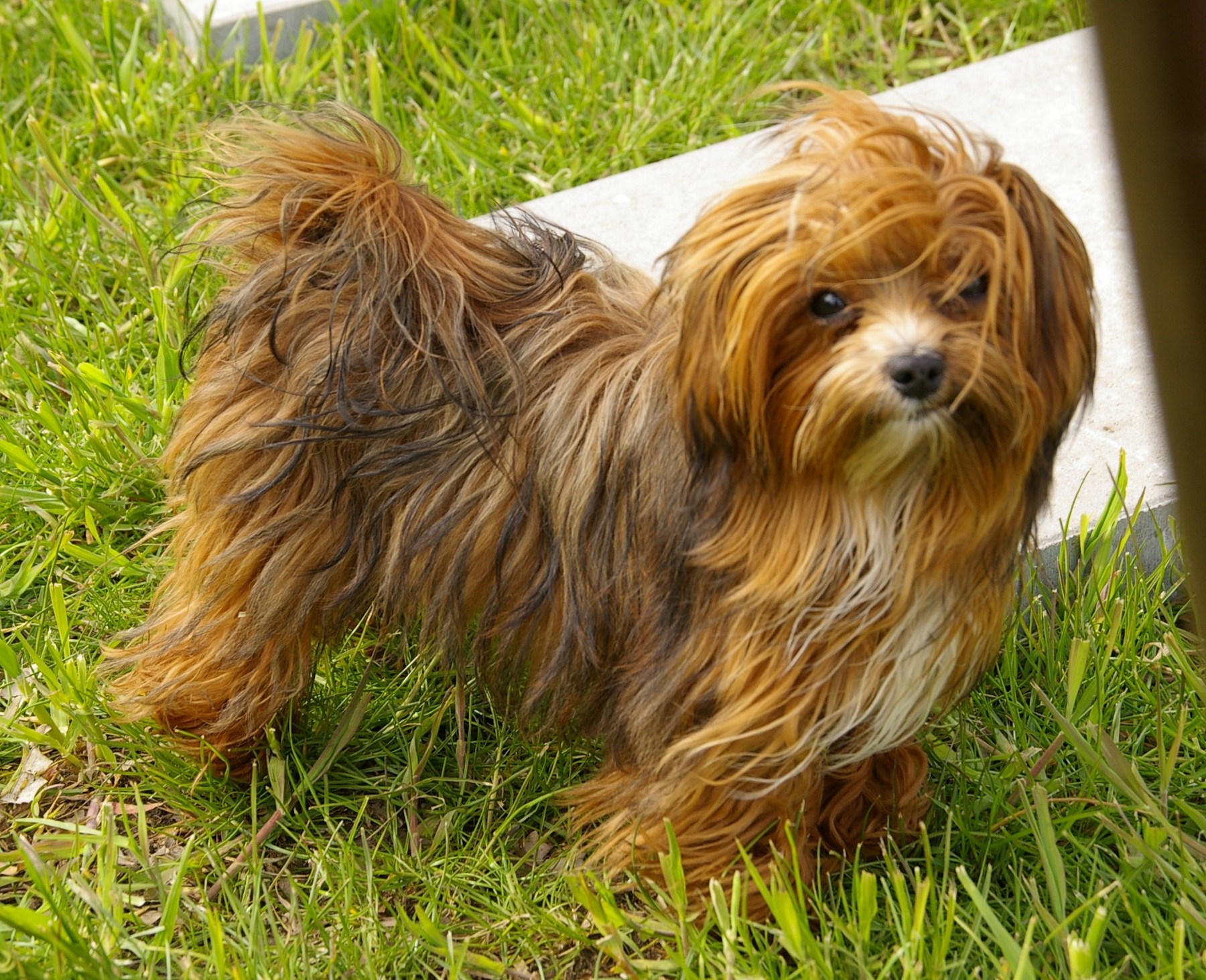 Mishka - Bolonka Zwetna Zucht